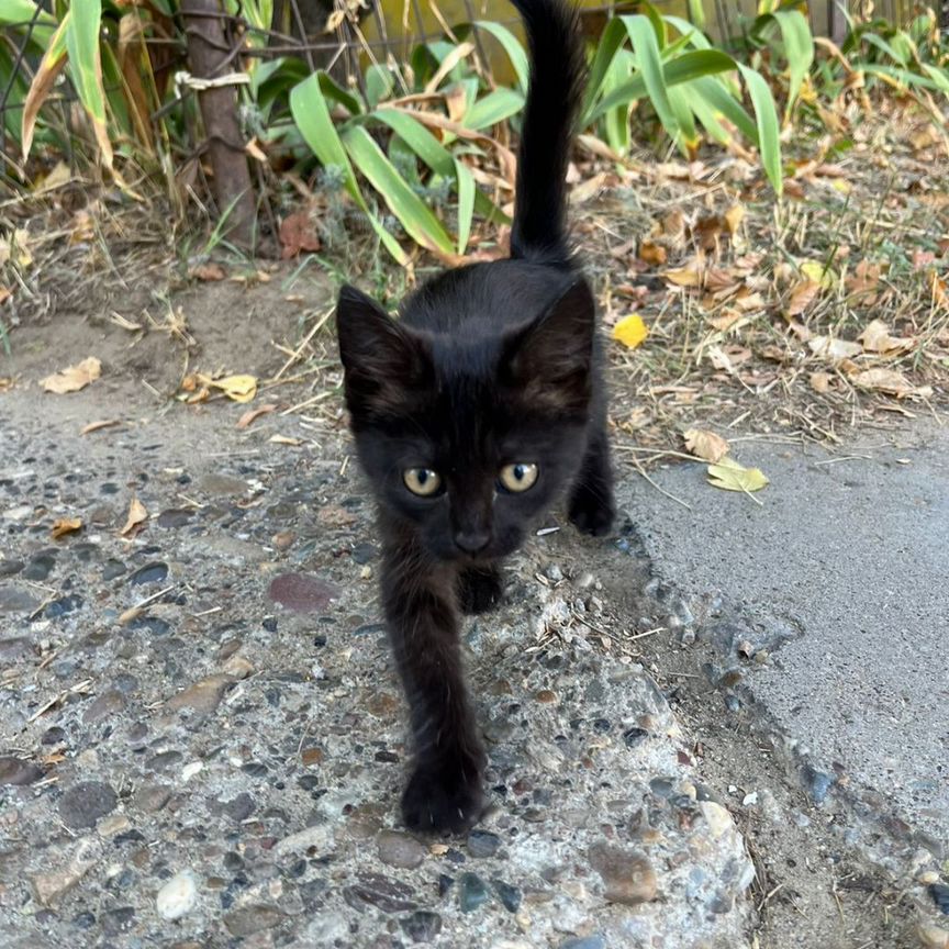 Котята в добрые руки бесплатно