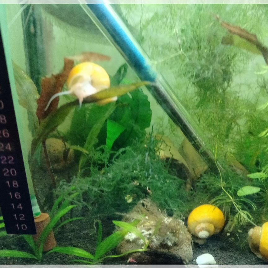 Улитки ампулярии желтые