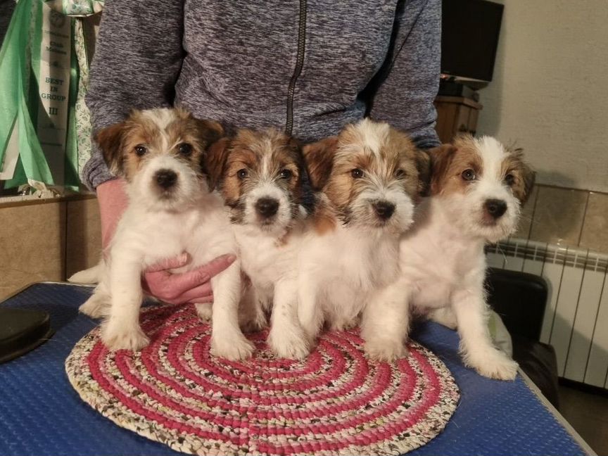 Щенки Джек Рассел терьер