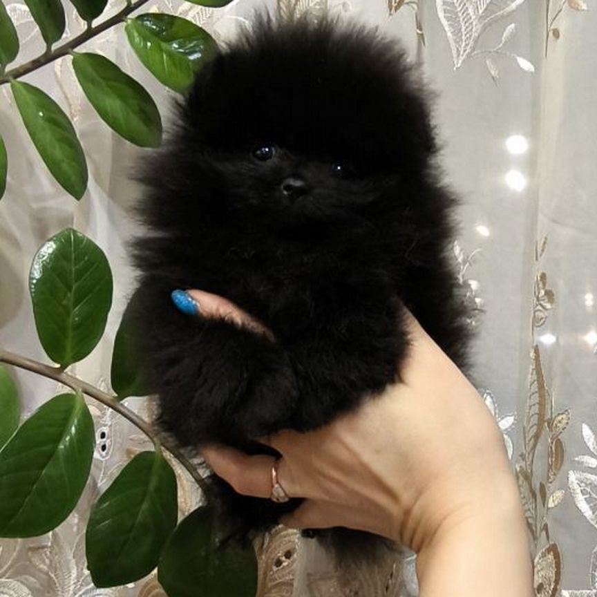 Померанский шпиц, щенок
