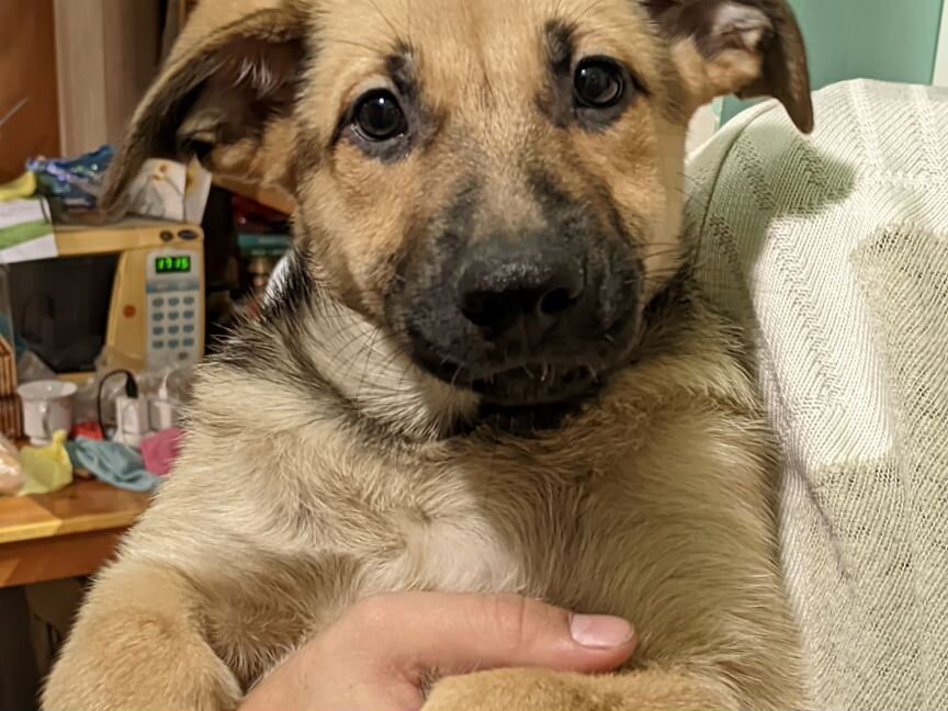 Щенки лабрадора (папа) и бельгийской овчарки(мама)