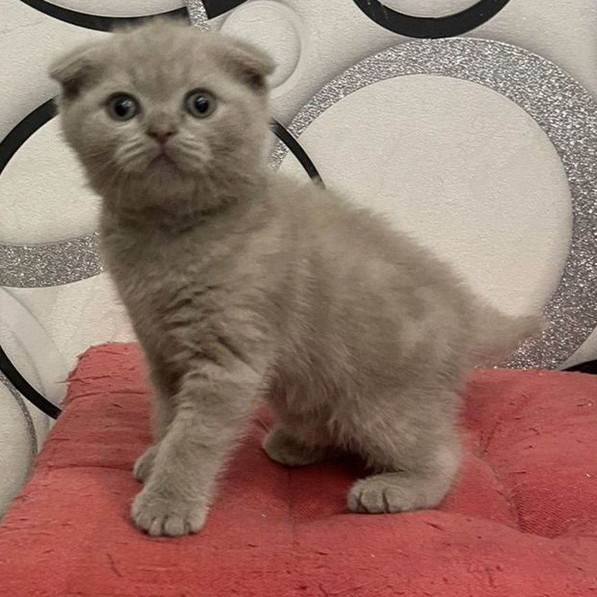 Шотландские вислоухие котята