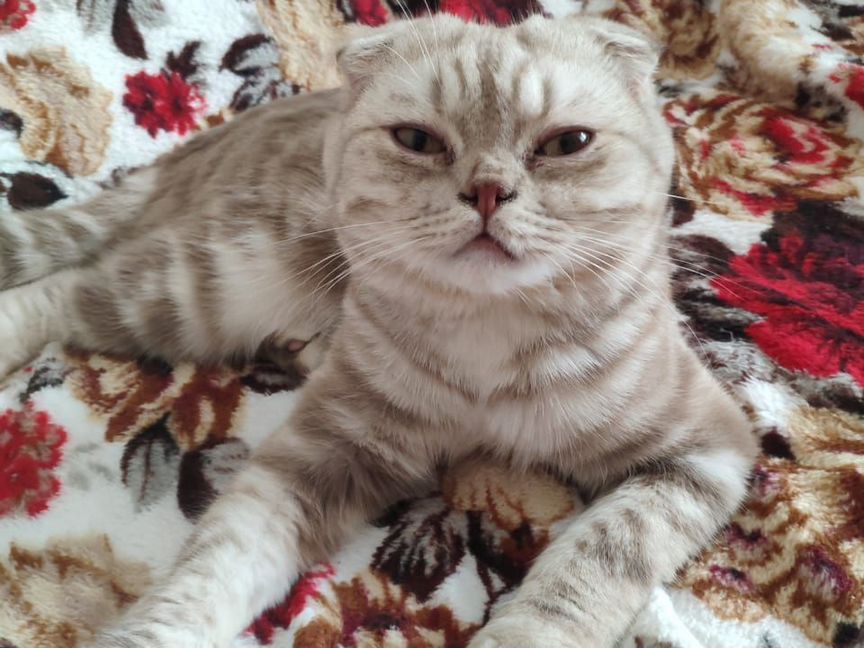 Шотландский вислоуйхий котик