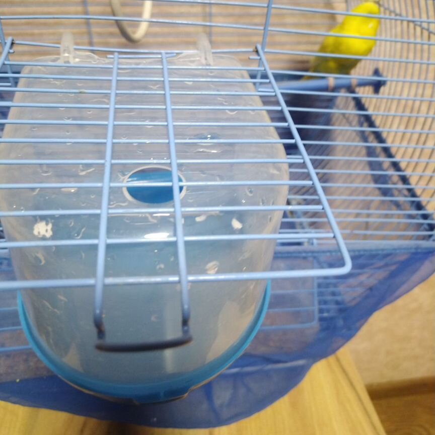 Волнистый попугай с клеткой