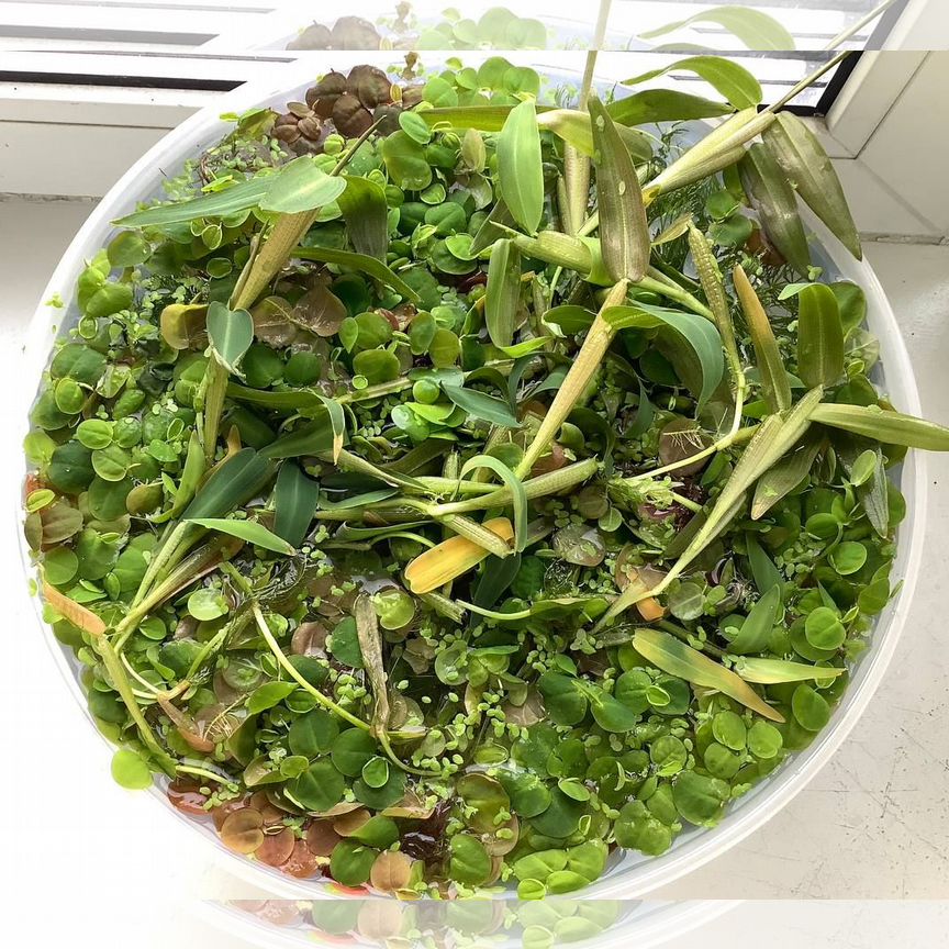 Роголистник гидрориза