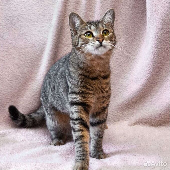 Котёнок, тигровая малышка Джерри ищет семью