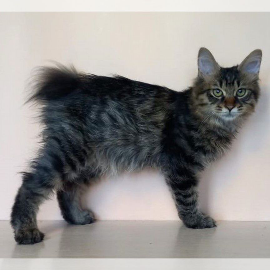 Курильский бобтейл котёнок кошка