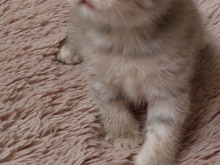Шотландские котята