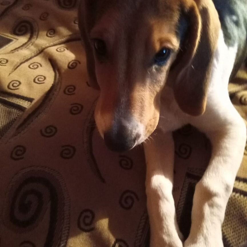 Отдам бигля в добрые руки