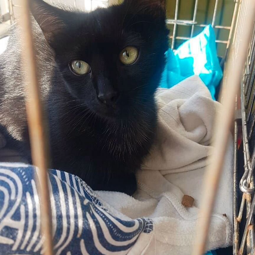 Котик в приюте ему 4 мес