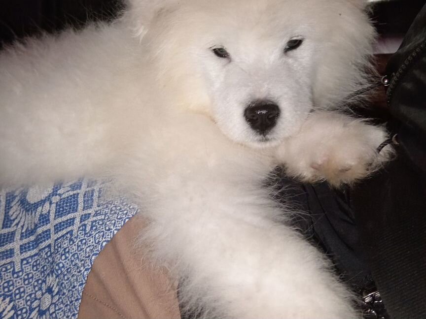 Самоедская лайка щенок мальчик