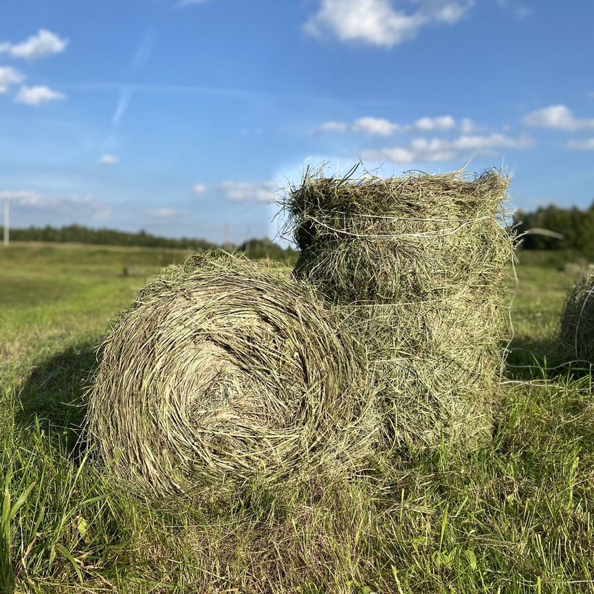 Продам сено в рулонах луговое