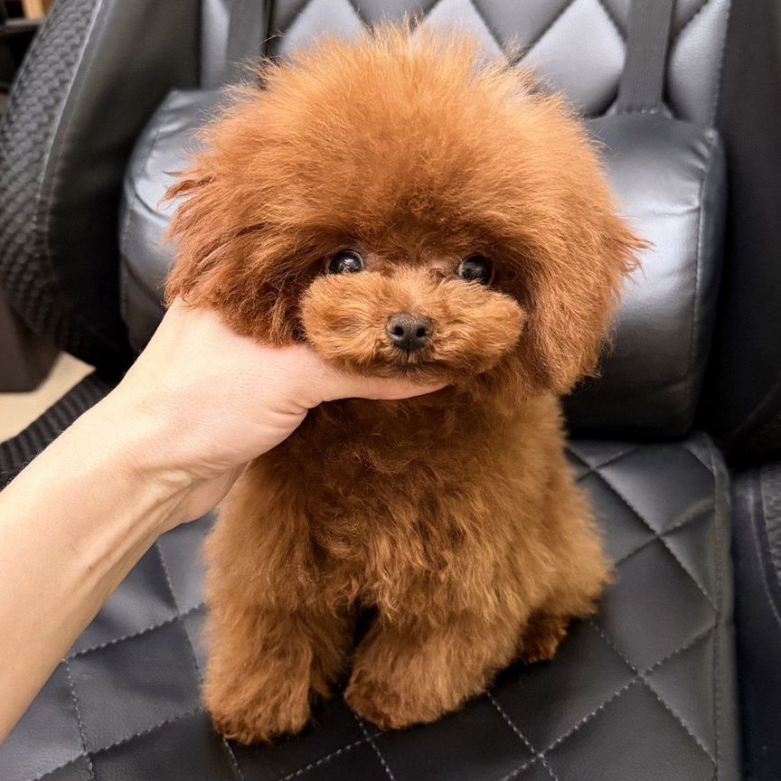 Той-пудель, щенок