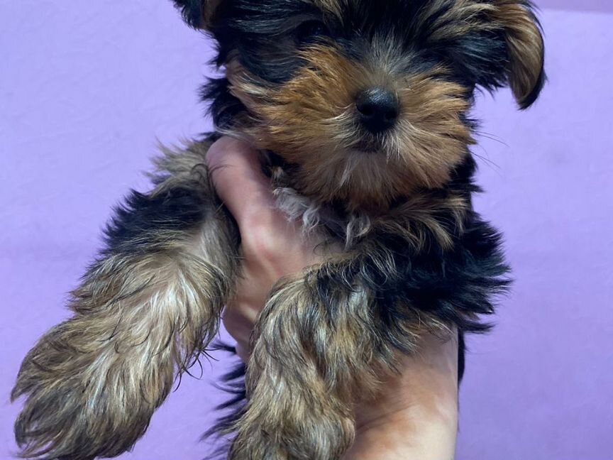 Хвостики выращенные с любовью