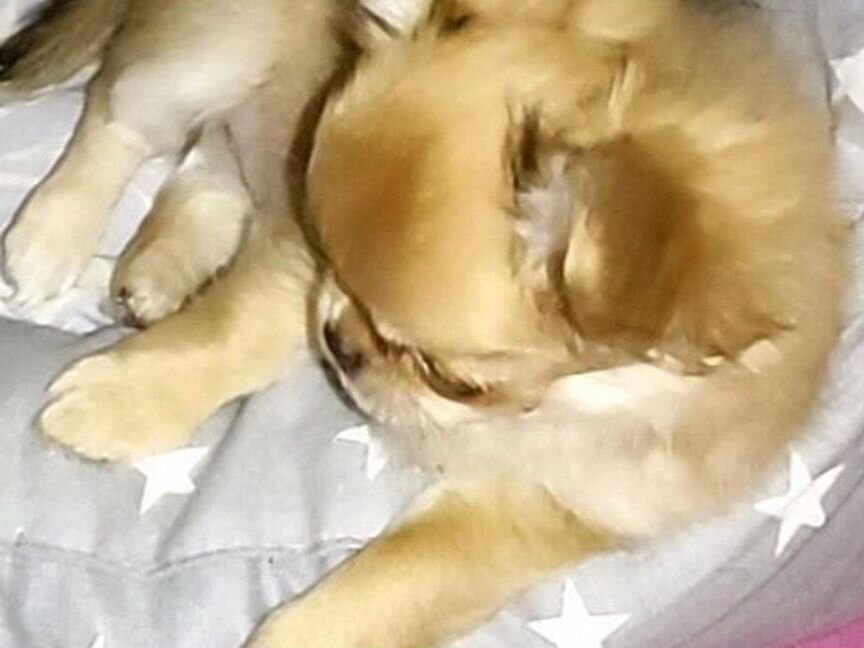 Девочка Лисичка