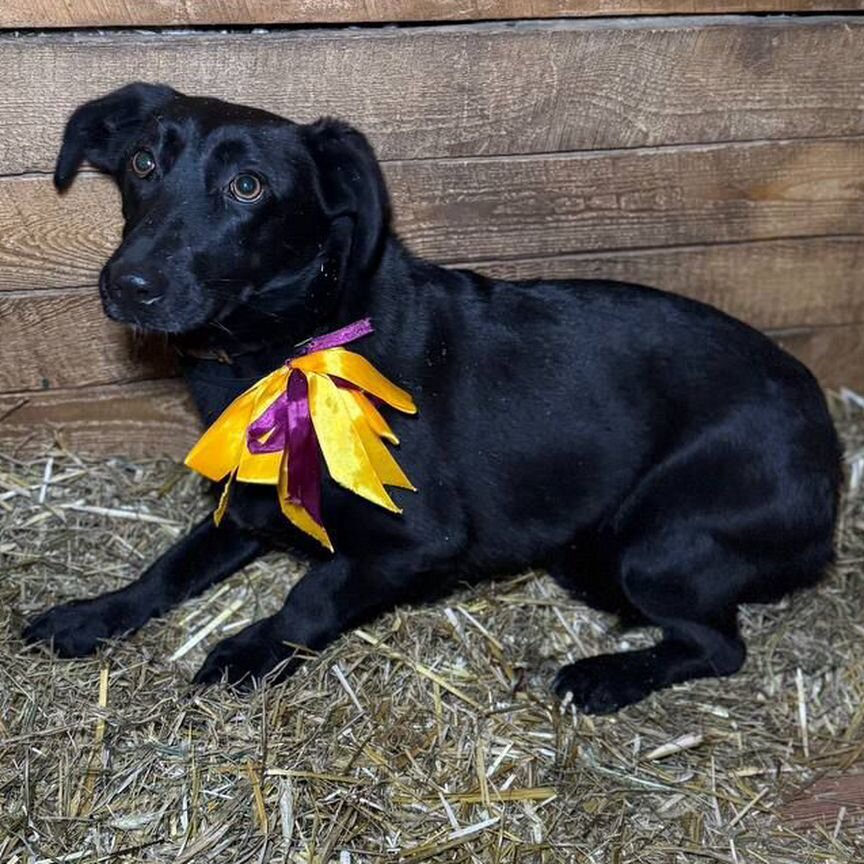 Взрослая собака в добрые руки