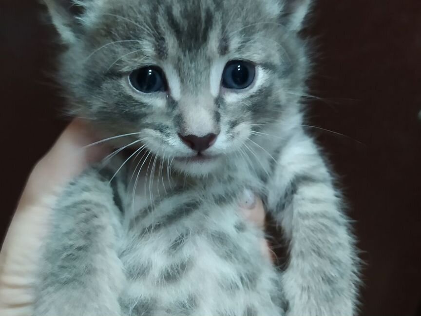 Продам котенка