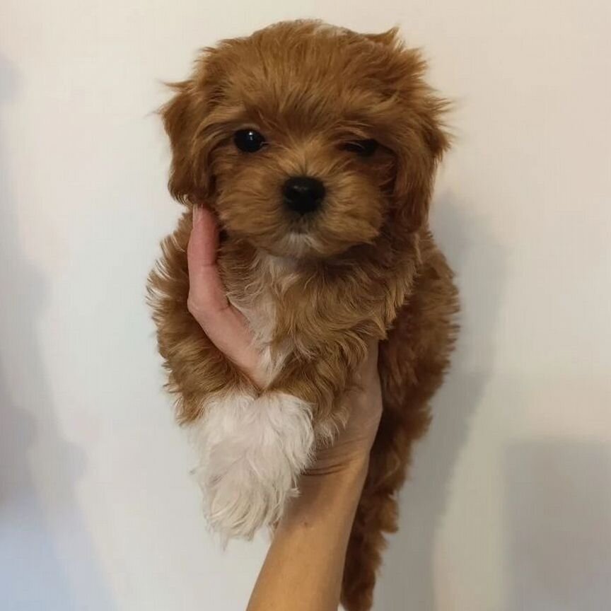 Мальтипу, щенок