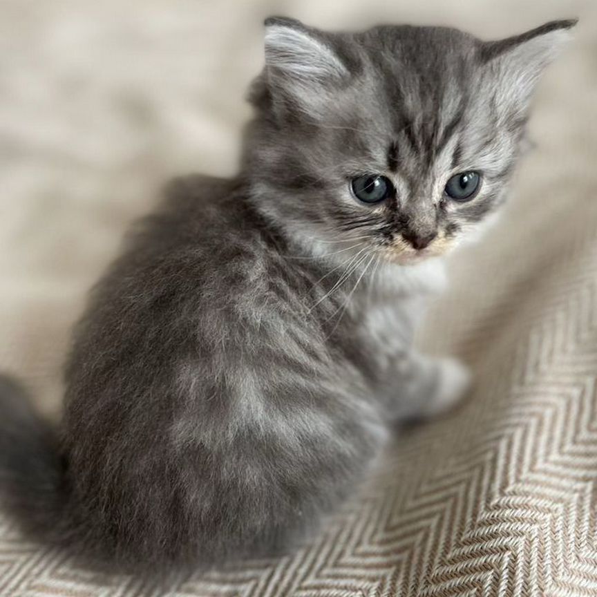 Сибирские котята в добрые руки