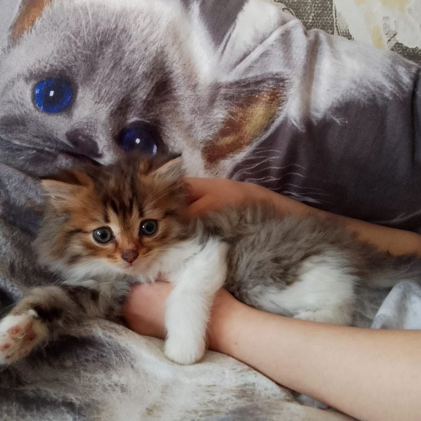 Отдам котят от кошки мышеловки