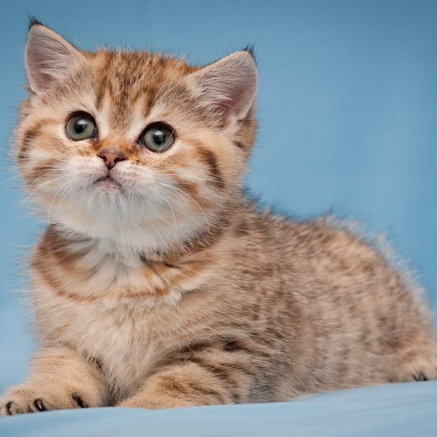 Британские котята