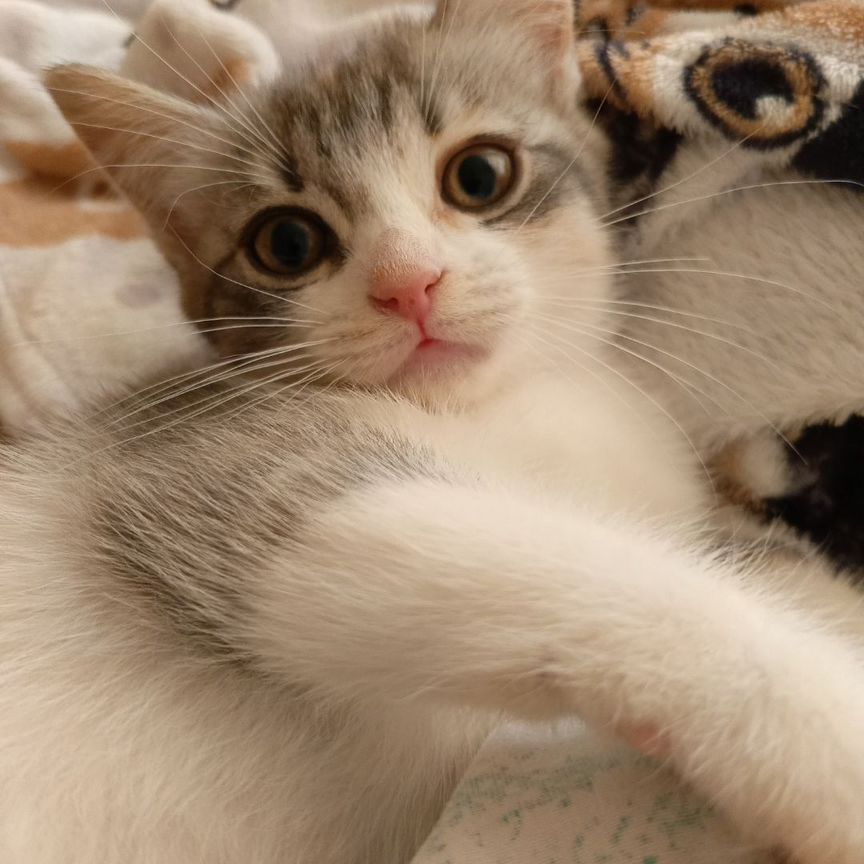 Котенок девочка