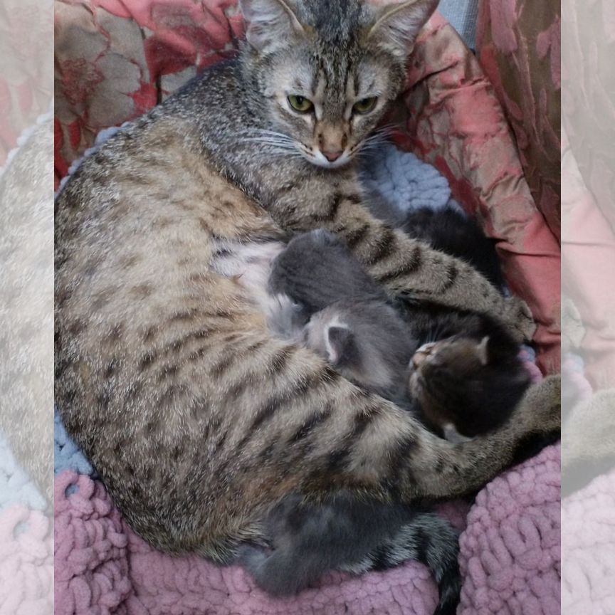 Котята отдам бесплатно Пермь