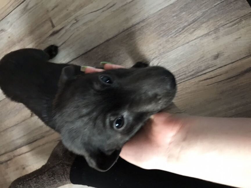 Щенок в добрые руки