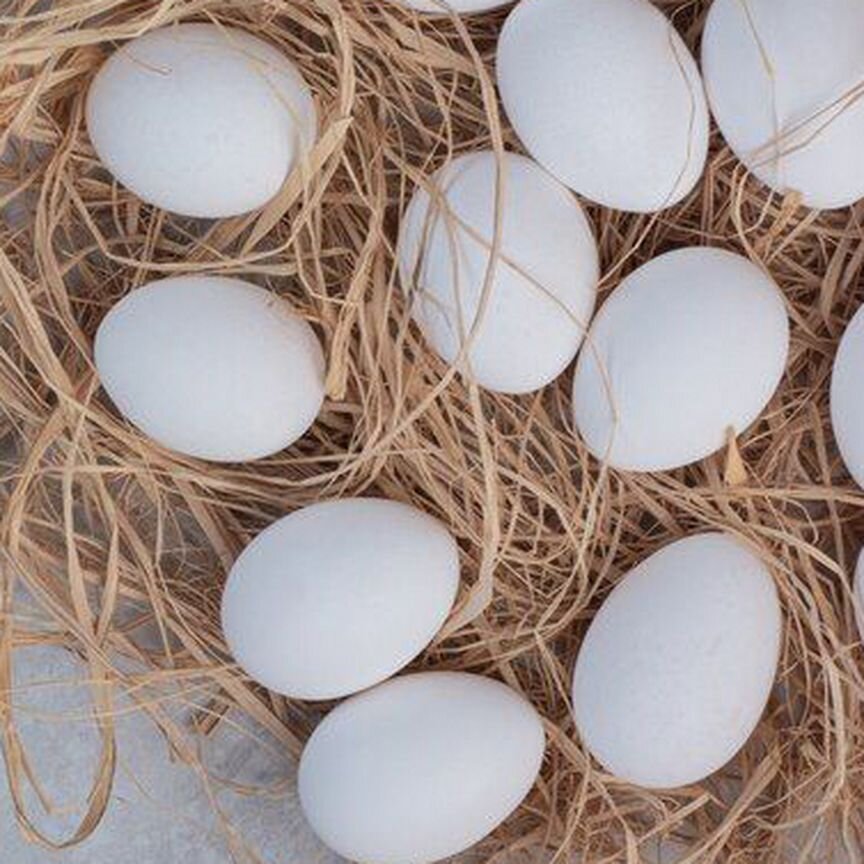 Инкубационное яйцо кур