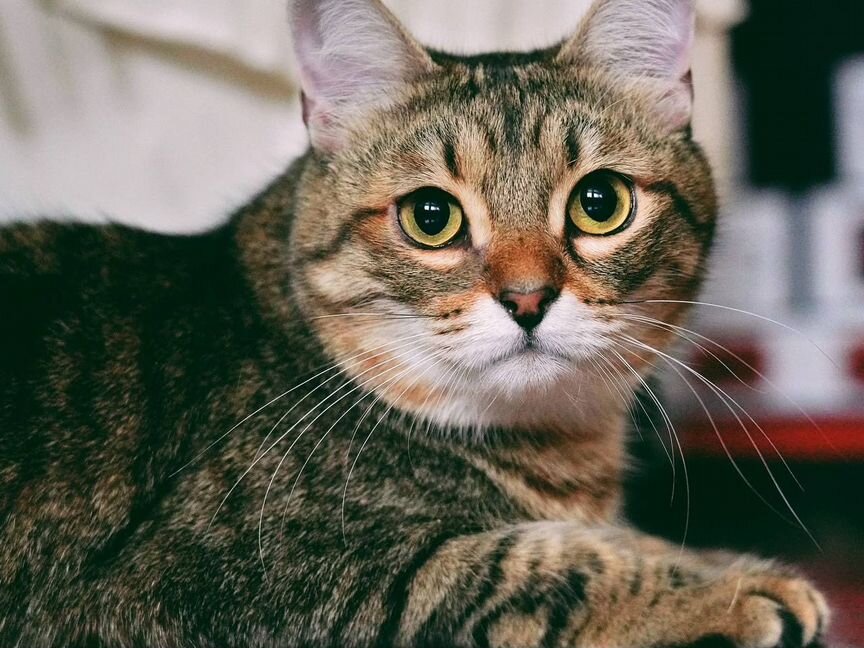 Котик ищет семью