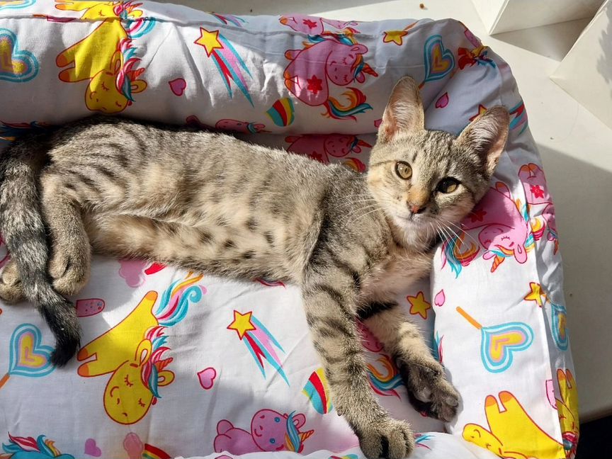 Котенок в добрые руки