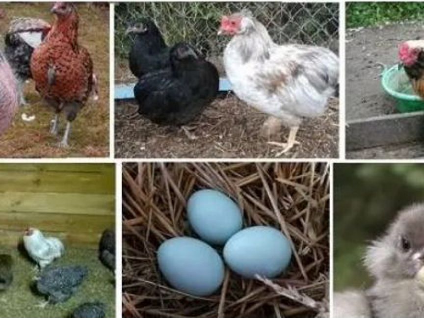 Цыпленок суточные разных пород