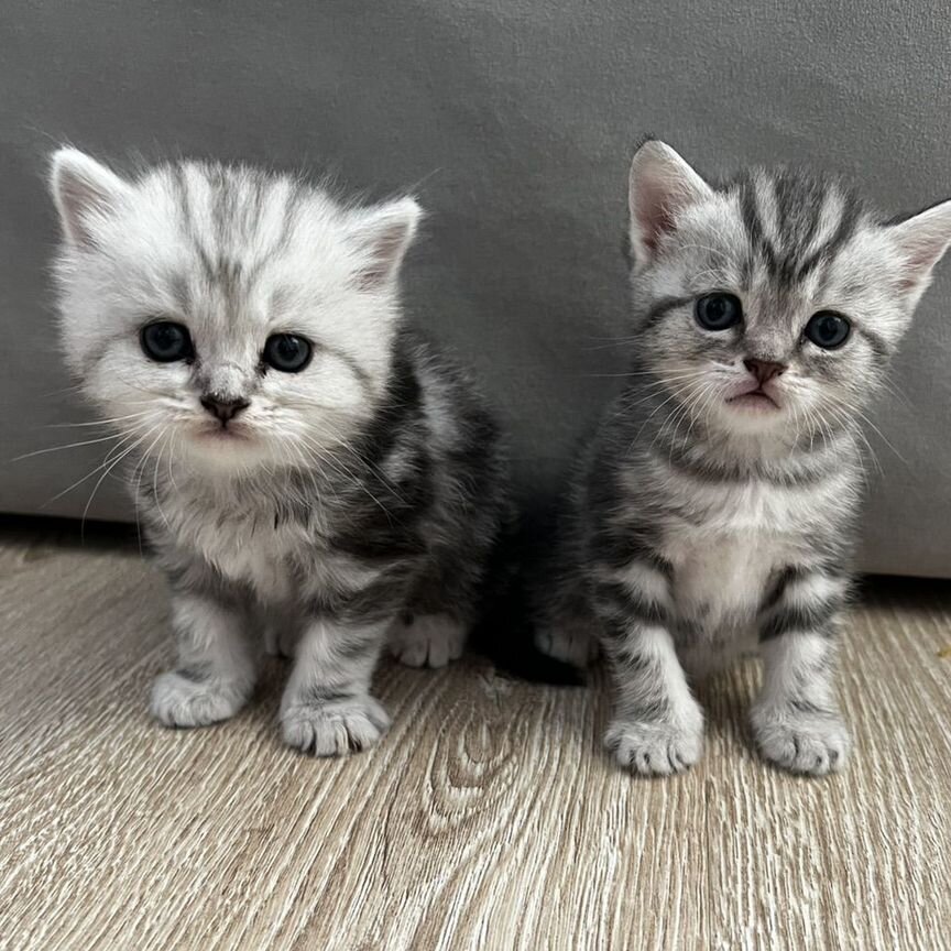 Шотландский вислоухий длинношёрстный котёнок