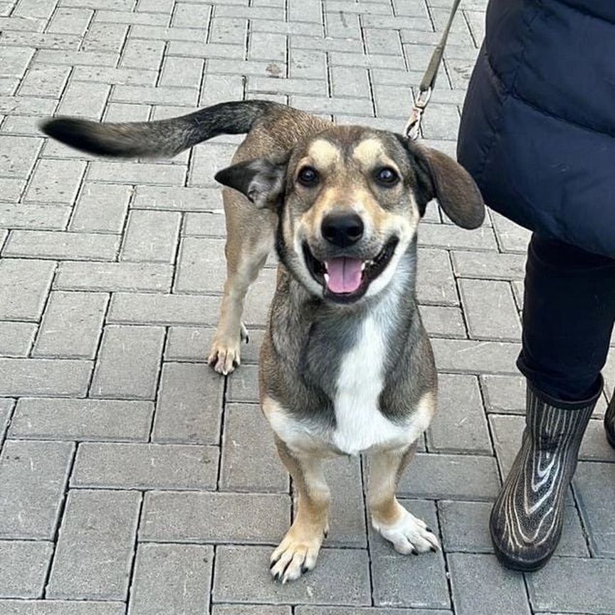 Щенок Джек ищет хозяина. Отдадим в хорошие руки