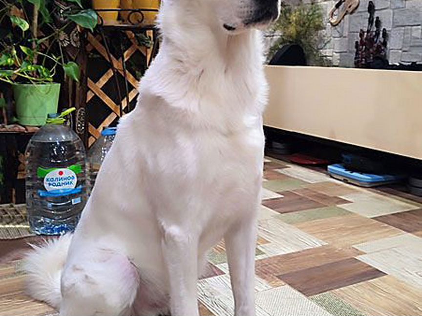 Великолепный Плюш, красивый домашний пес в дар