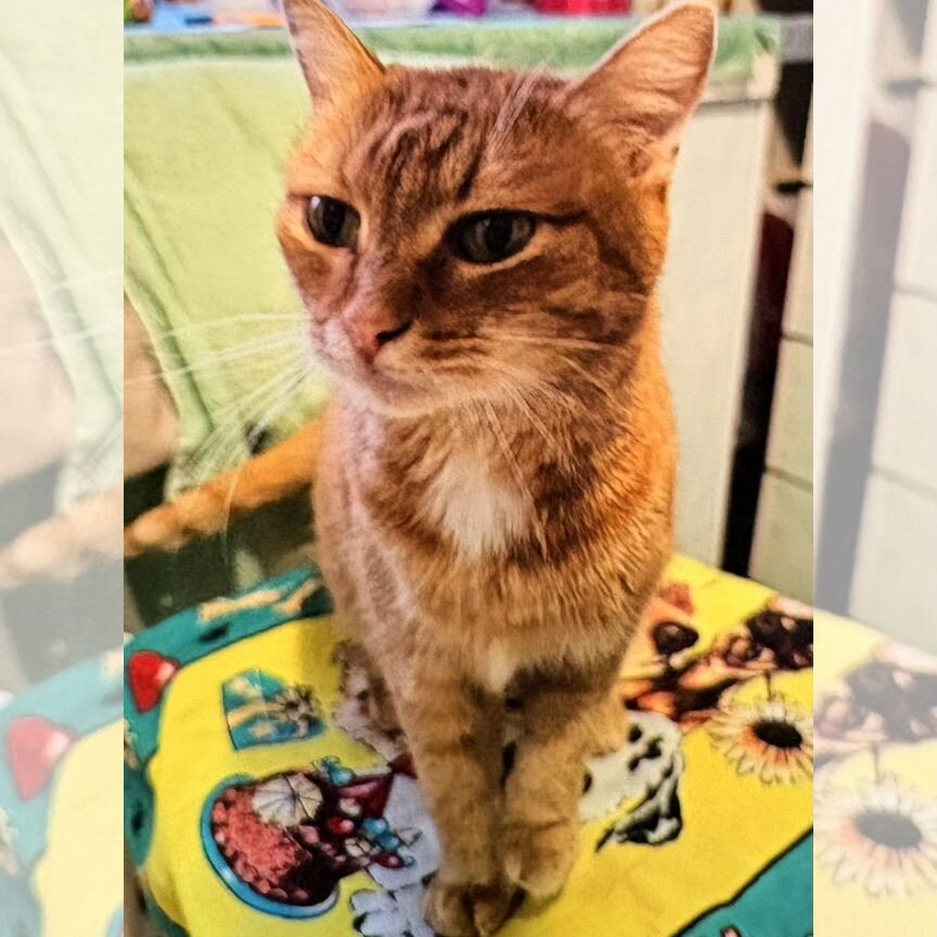 Взрослая, кошка в добрые руки