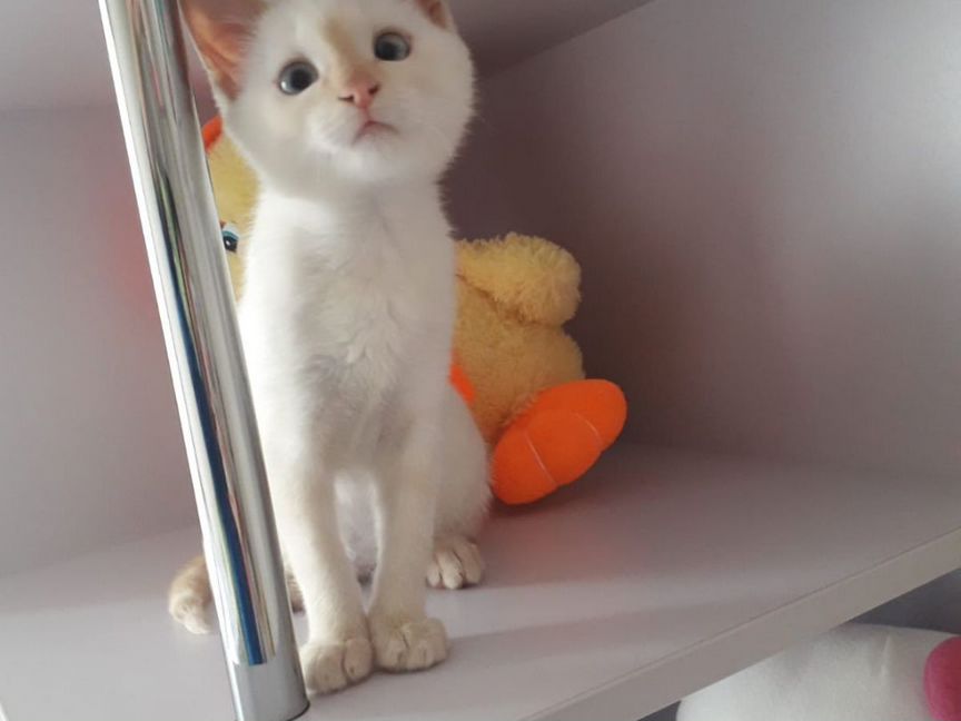 Котенок