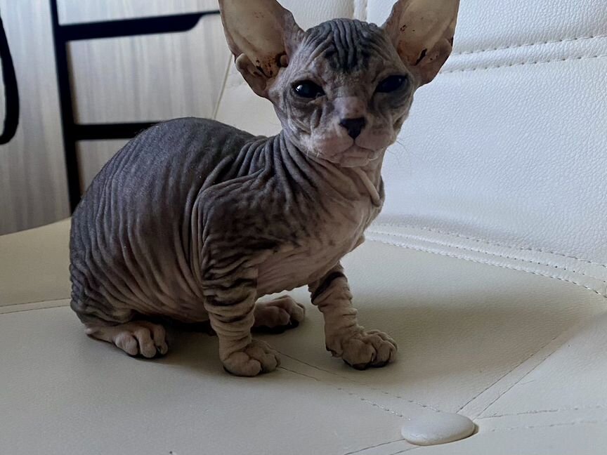 Канадский сфинкс велюр