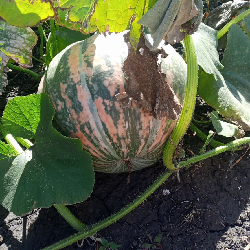 Тыква на корм животным