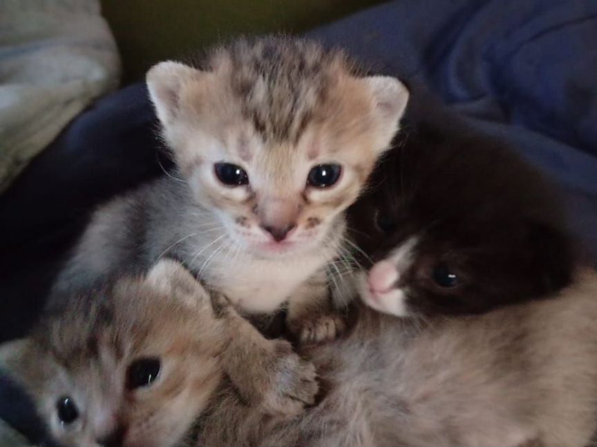 Котята в добрые руки