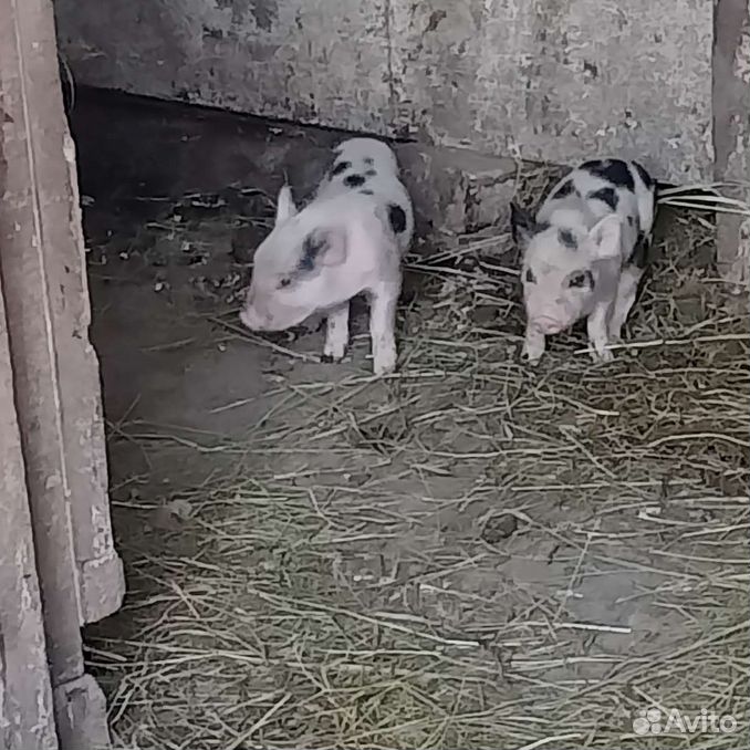 Вьетнамские поросята