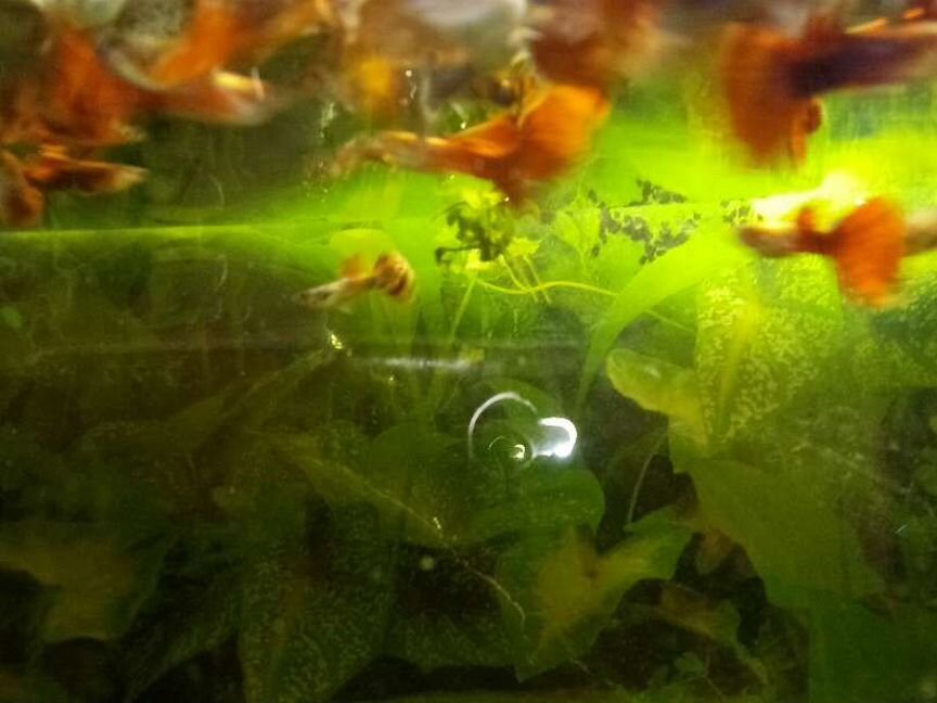 Рыба гуппи краснохвостый