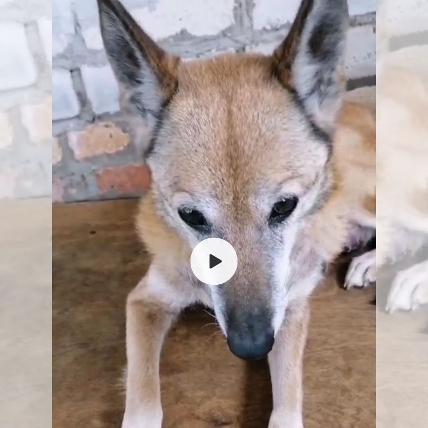 Щенки лайки