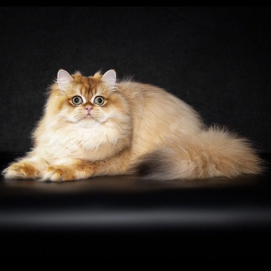 Британский золотой котик