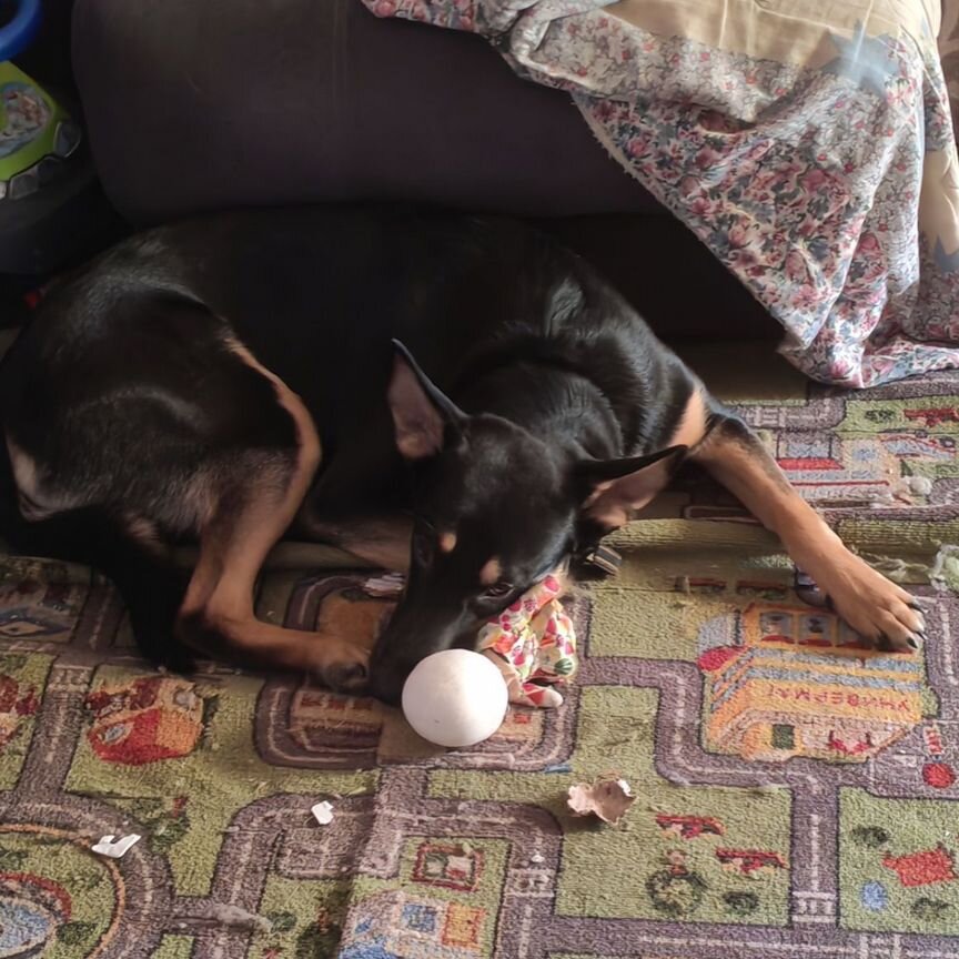 Щенок в добрые руки