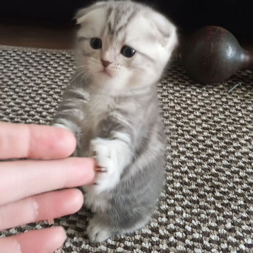 Шотландский вислоухий короткошёрстный котёнок