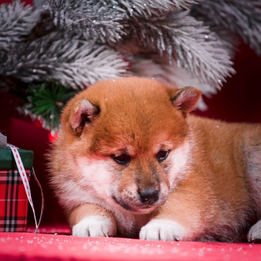 Породистые и здоровые щенки сиба