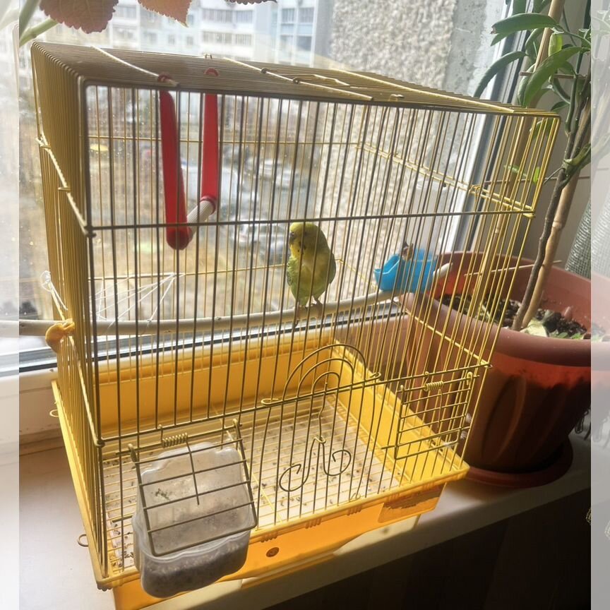 Волнистый попугай самка