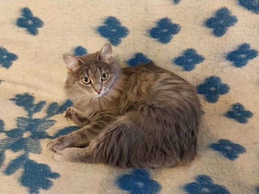 Кошка стерилизованная