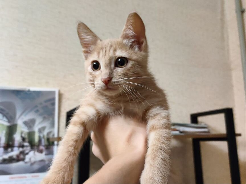 Рыжий котенок, 2 месяца